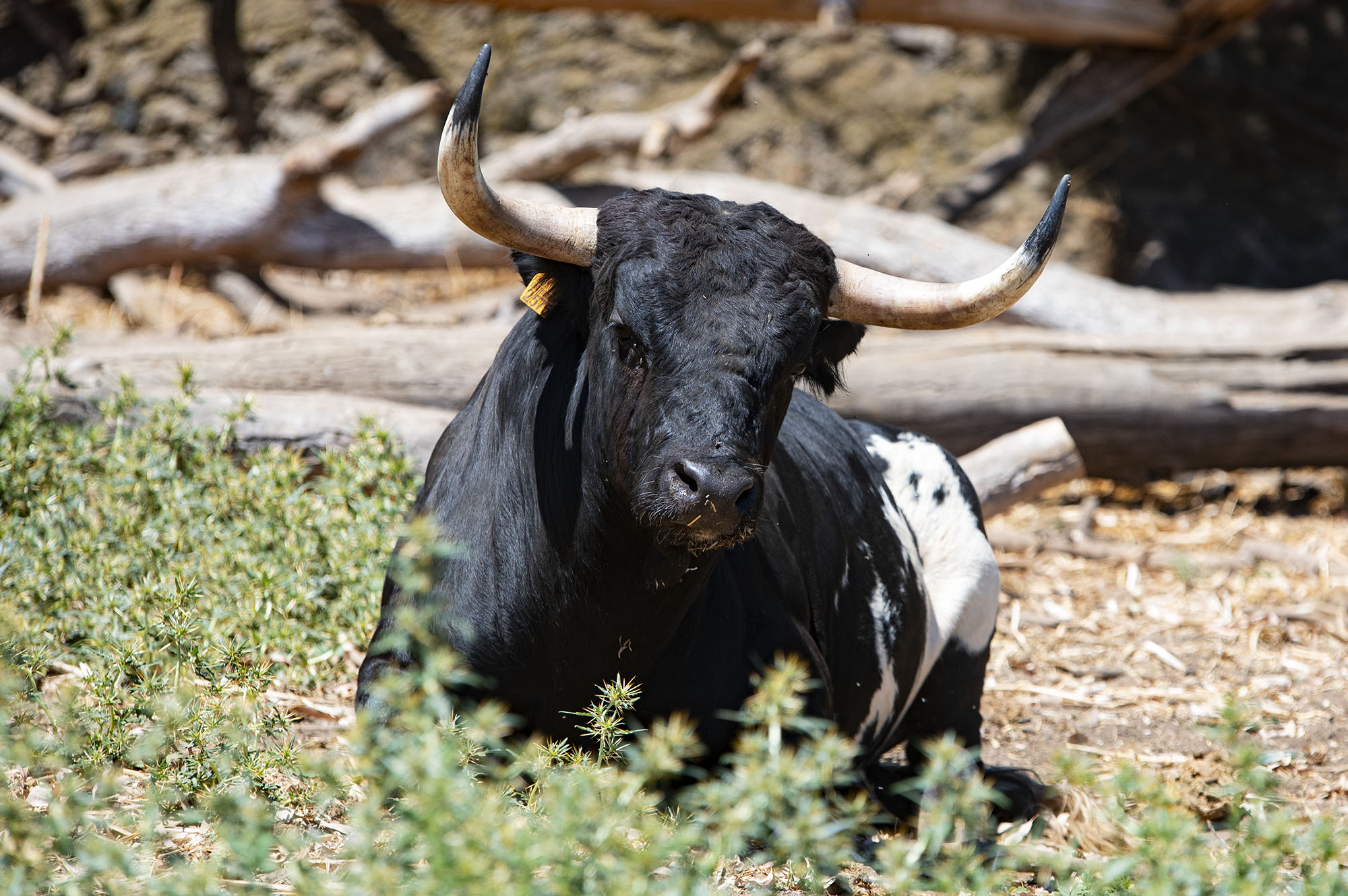 Contact – Toros de Casta