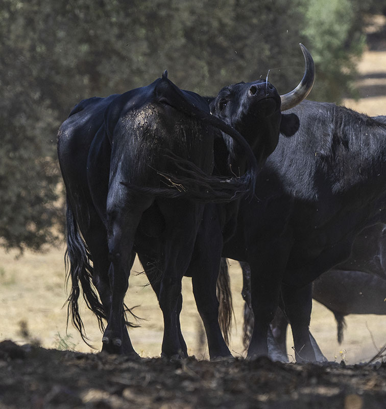 Toiros de Portugal – Toros de Casta