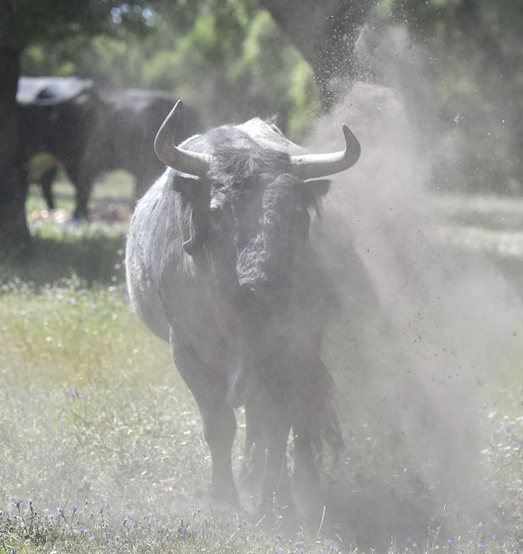 Toiros de Portugal – Toros de Casta