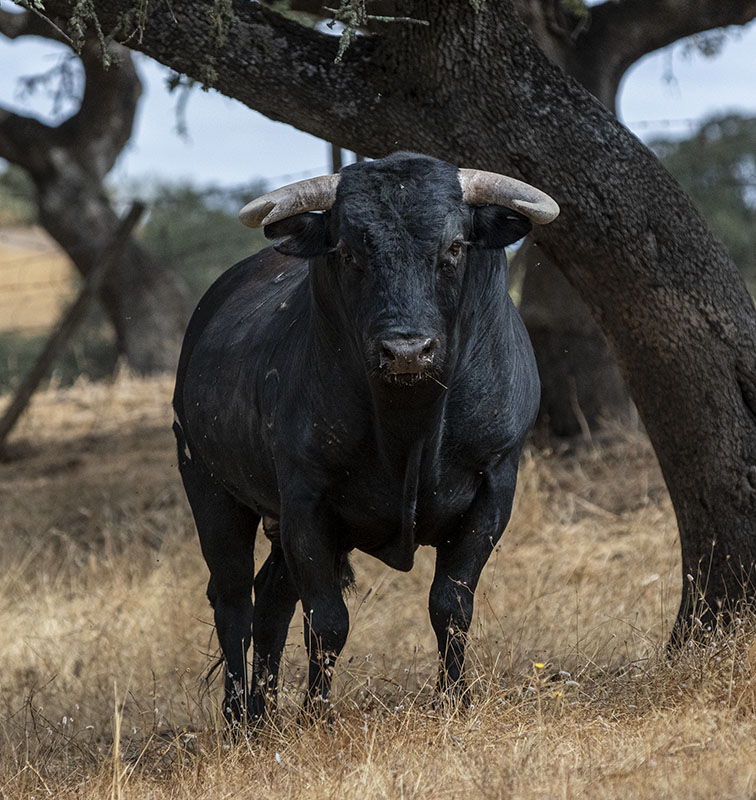 Toiros de Portugal – Toros de Casta